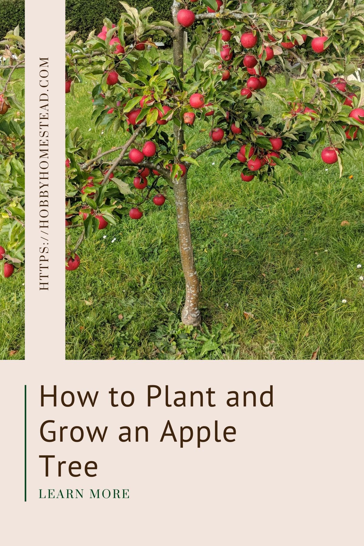 How to Plant and Grow an Apple Tree - Hobby Homestead