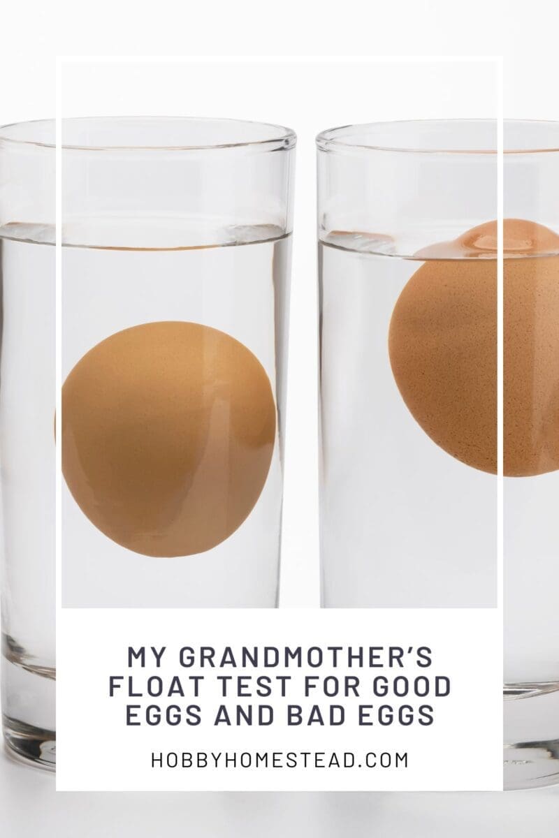 My Grandmother’s Float Test for Good Eggs and Bad Eggs - Hobby Homestead