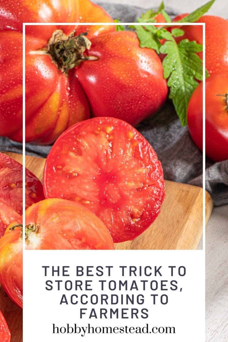 The Best Trick to Store Tomatoes, According to Farmers - Hobby Homestead