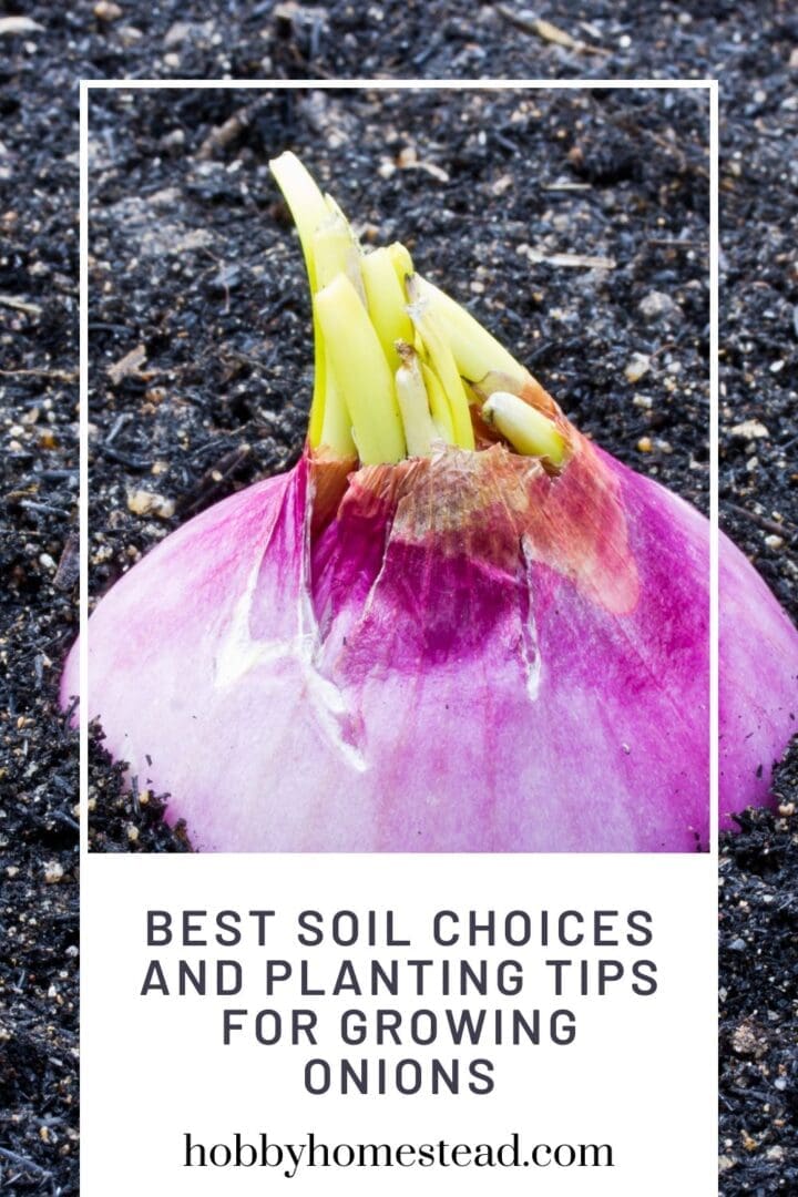 Best Soil Choices and Planting Tips for Growing Onions - Hobby Homestead