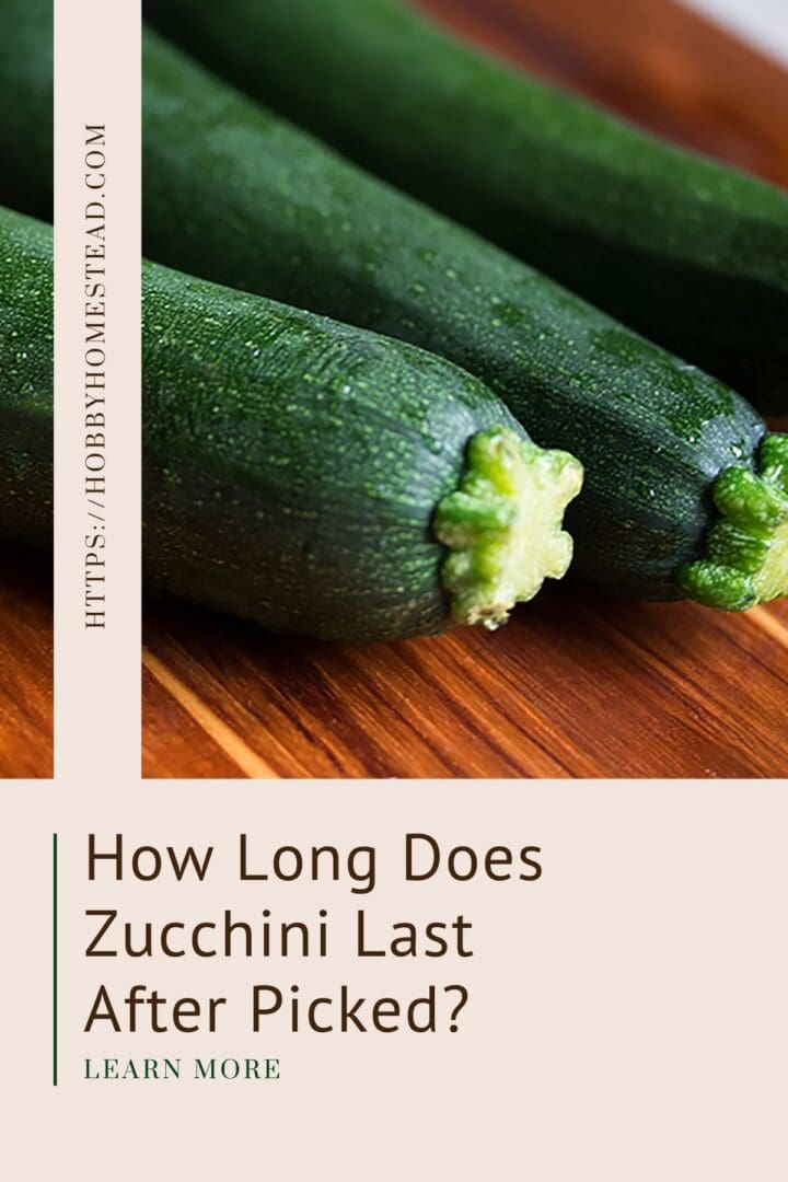 How Long Does Zucchini Last After Picked? - Hobby Homestead