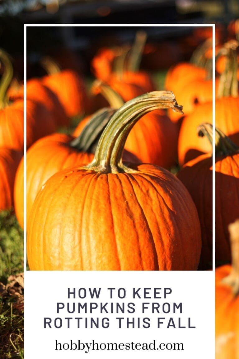 How to Keep Pumpkins from Rotting This Fall - Hobby Homestead