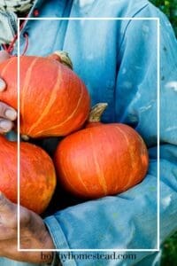 The Homesteader's Guide to Storing Squash for Winter - Hobby Homestead