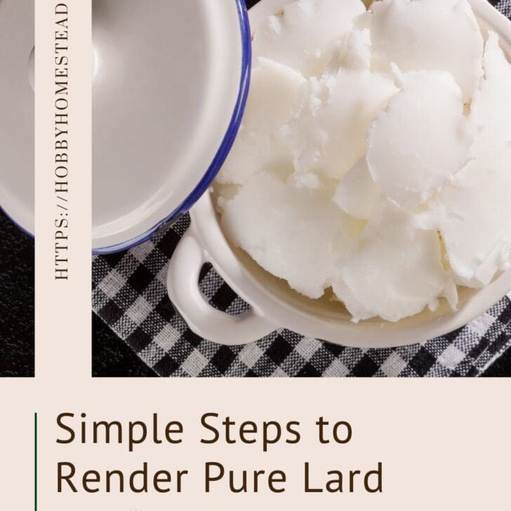 Simple Steps to Render Pure Lard for Cooking and Baking - Hobby Homestead