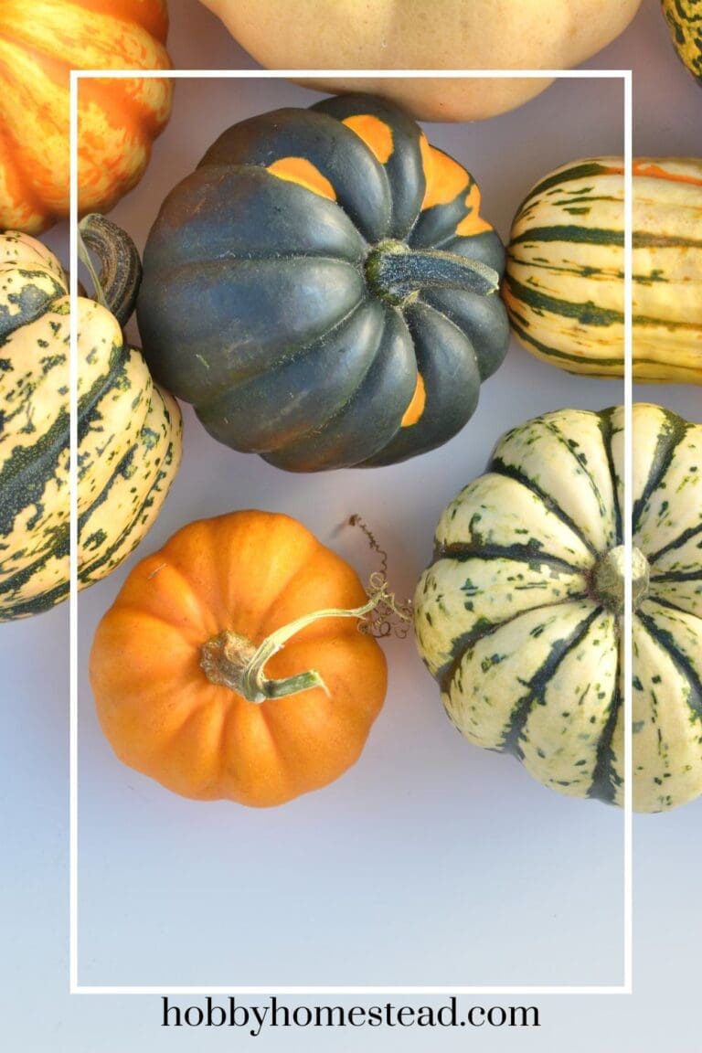 The Homesteader's Guide to Storing Squash for Winter - Hobby Homestead