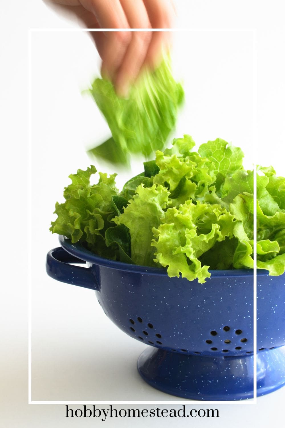 The Best Way to Store Lettuce to Keep it Fresh for Weeks - Hobby Homestead