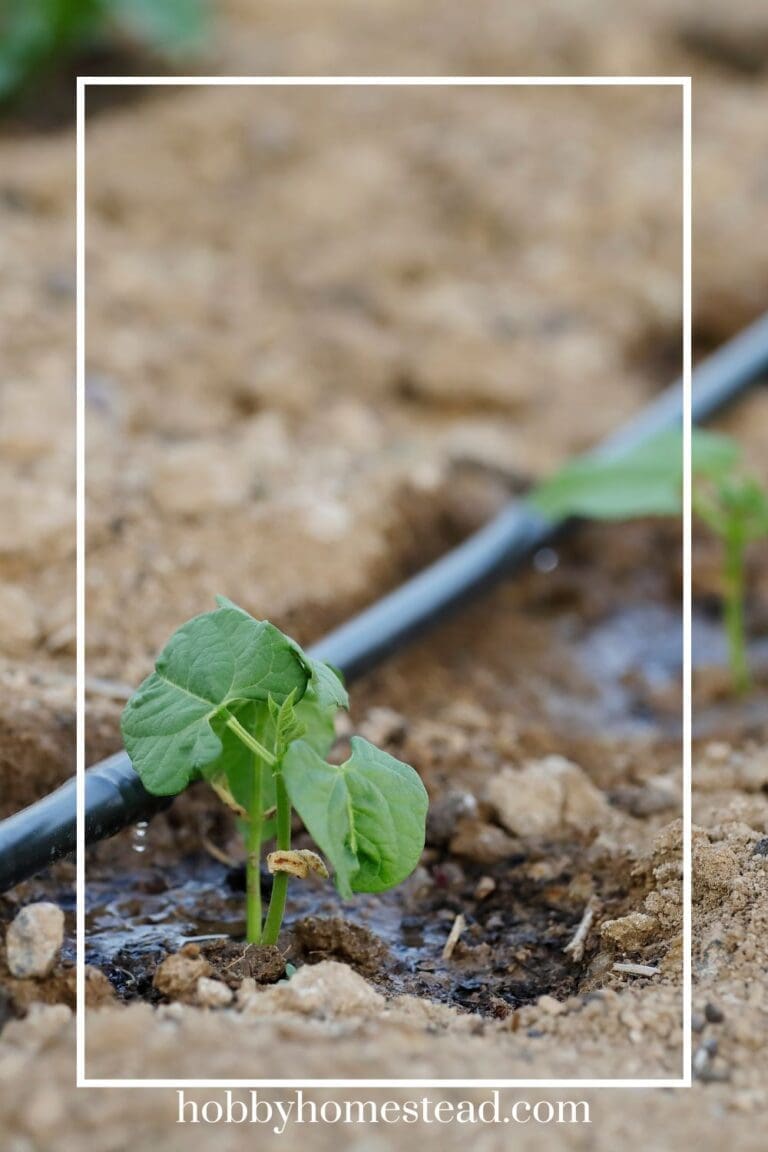 Essential DIY Homesteading Skills for Every Family - Hobby Homestead