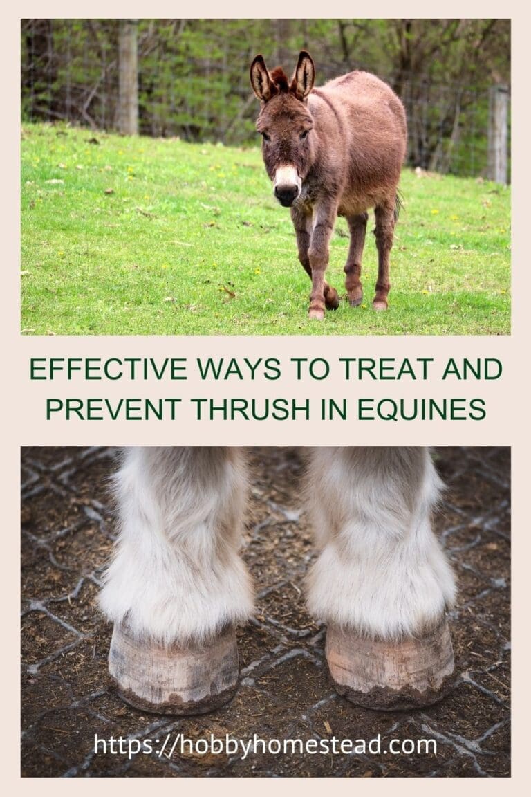 Effective Ways to Treat and Prevent Thrush in Equines - Hobby Homestead