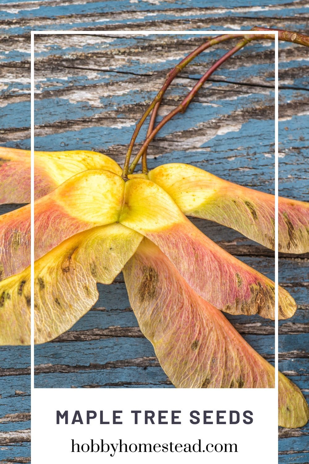 A Beginner's Guide How to Stratify Seeds at Home - Hobby Homestead