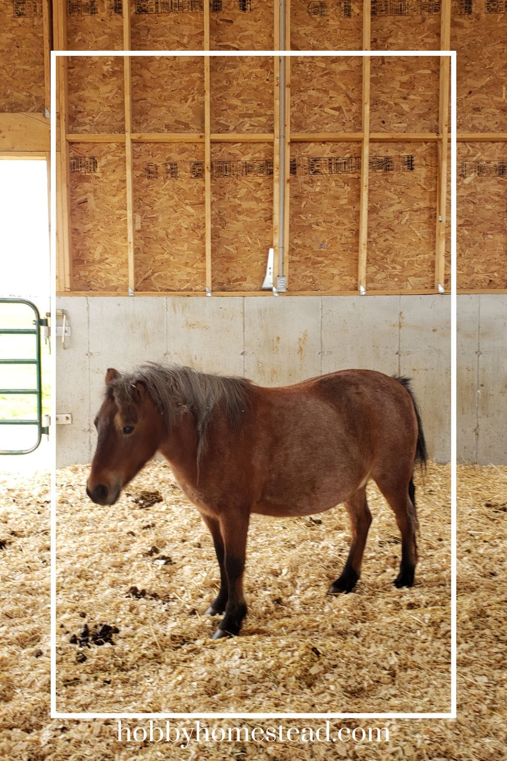 Effective Ways to Treat and Prevent Thrush in Equines - Hobby Homestead