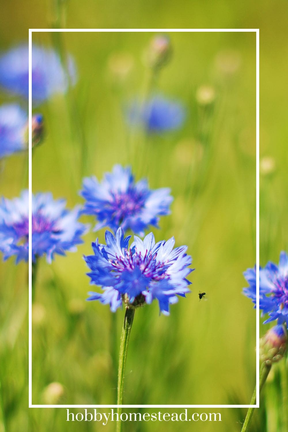 Top Pollinator Plants for a Thriving Vegetable Garden - Hobby Homestead