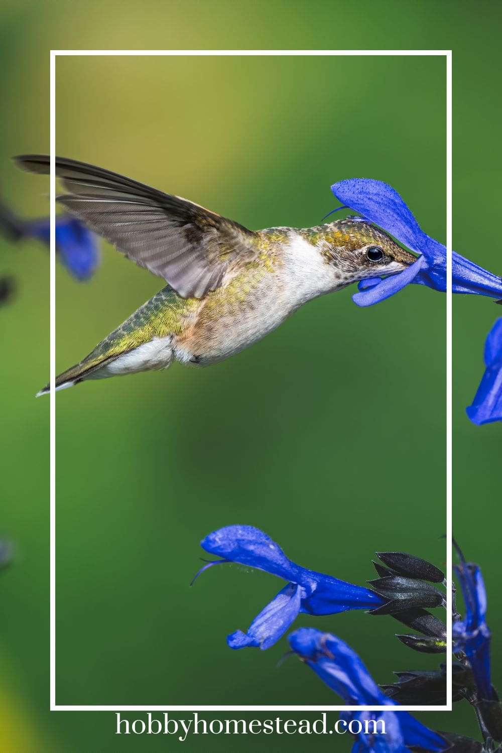 Top Pollinator Plants for a Thriving Vegetable Garden - Hobby Homestead