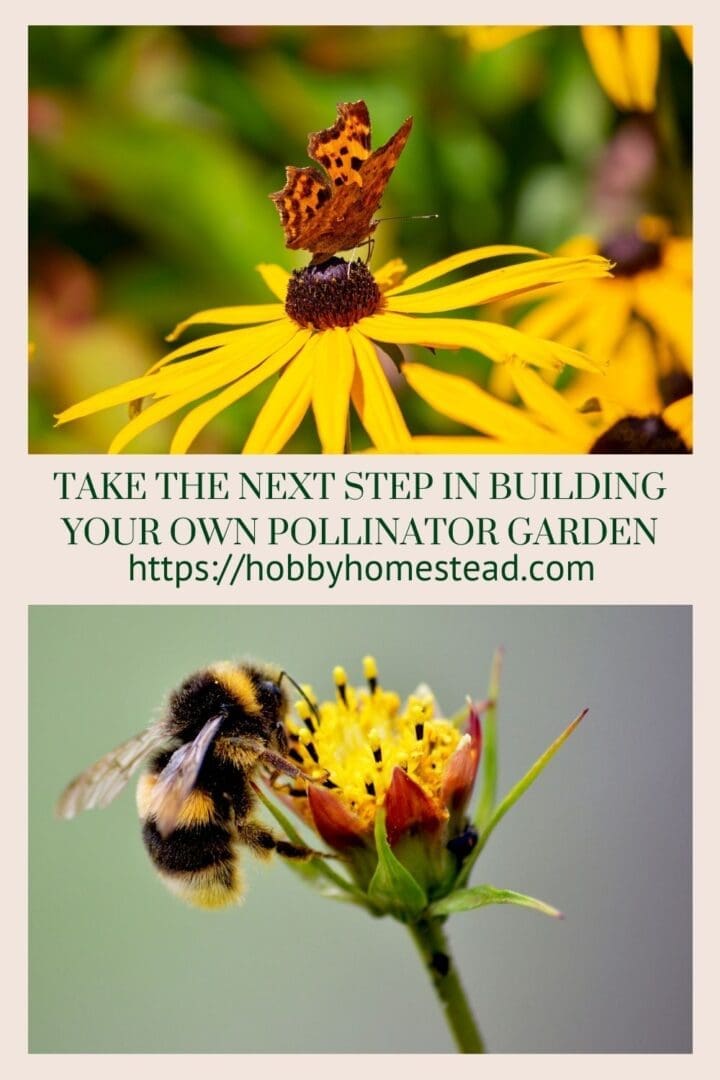 Top Pollinator Plants for a Thriving Vegetable Garden - Hobby Homestead
