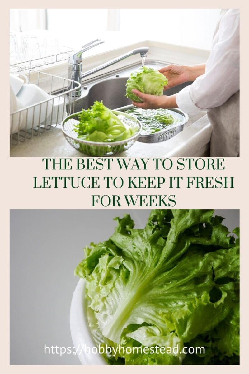 The Best Way to Store Lettuce to Keep it Fresh for Weeks - Hobby Homestead