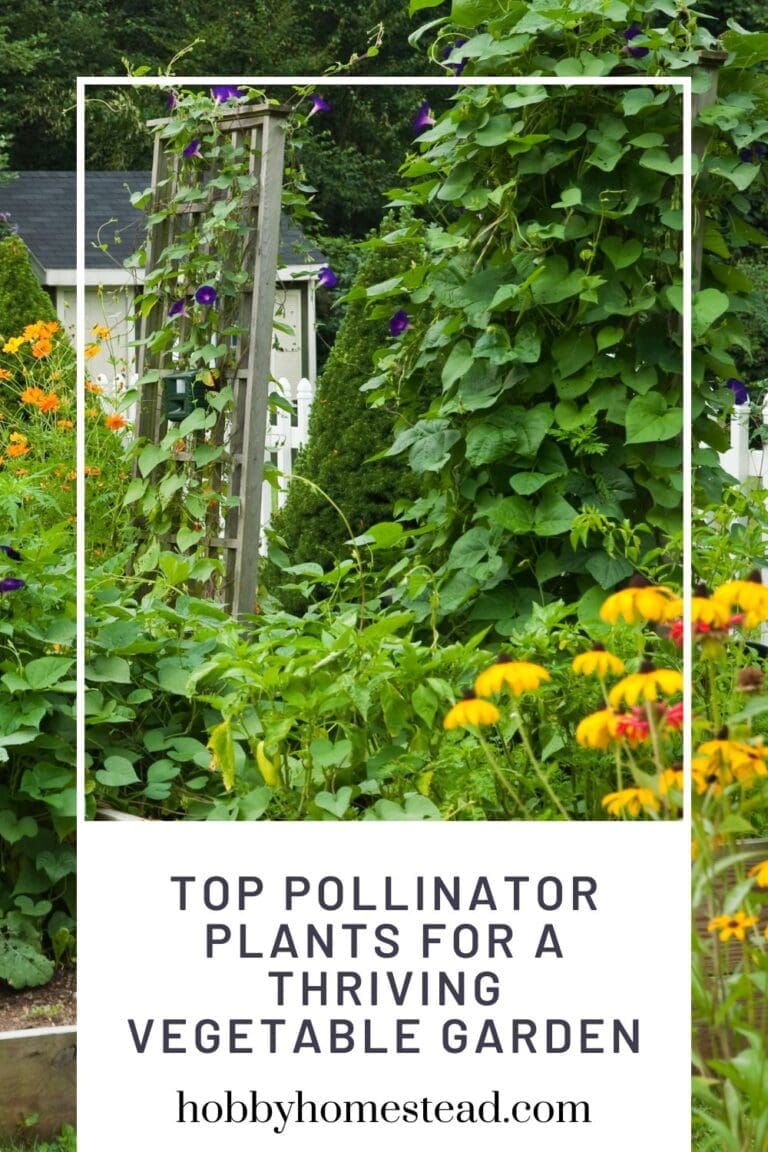 Top Pollinator Plants for a Thriving Vegetable Garden - Hobby Homestead
