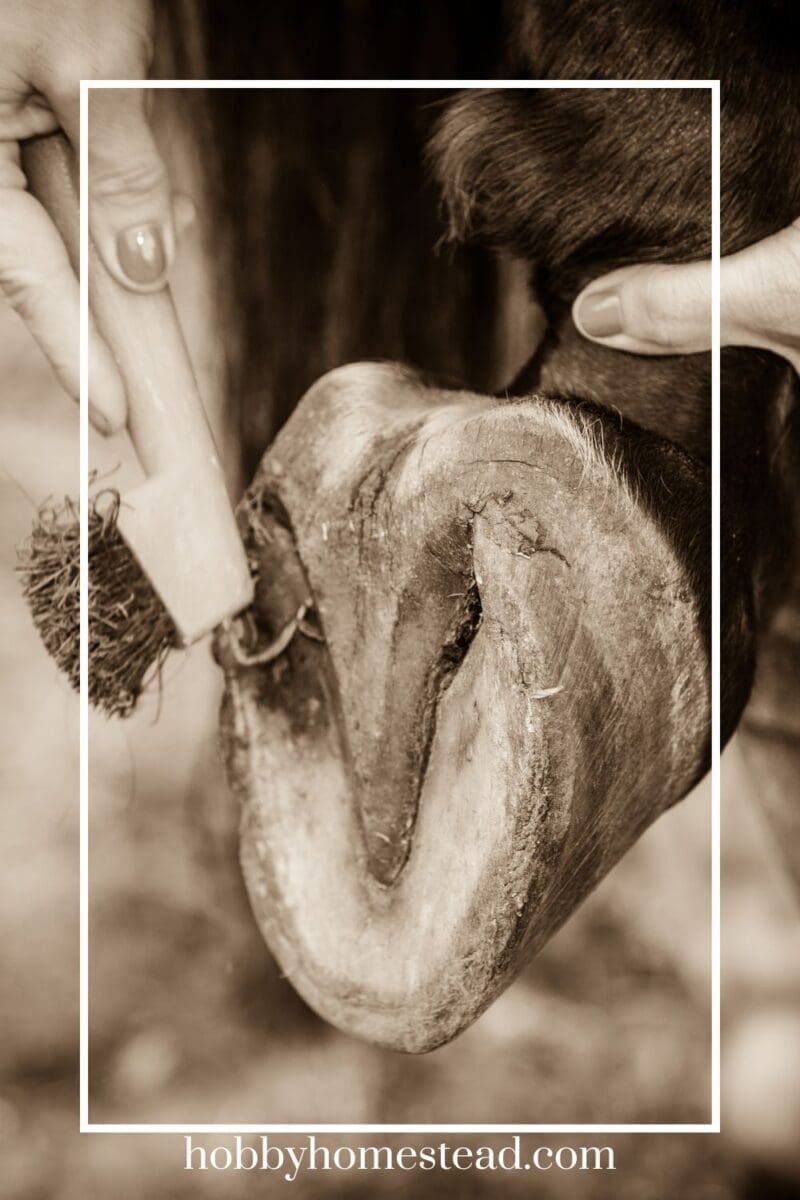 Effective Ways to Treat and Prevent Thrush in Equines - Hobby Homestead