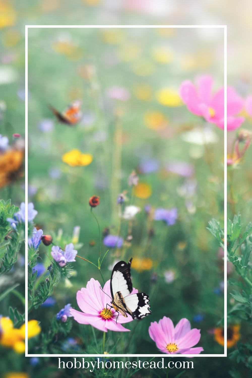 7 Compelling Reasons to Plant a Butterfly Garden Today - Hobby Homestead