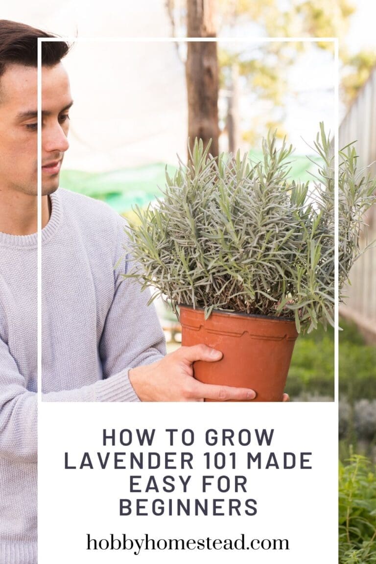 How to Grow Lavender 101 Made Easy for Beginners - Hobby Homestead