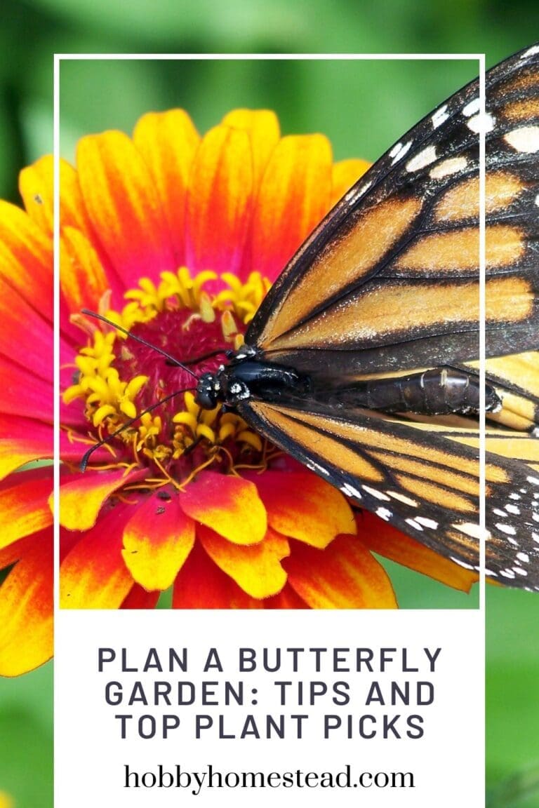 Plan a Butterfly Garden: Tips and Top Plant Picks - Hobby Homestead