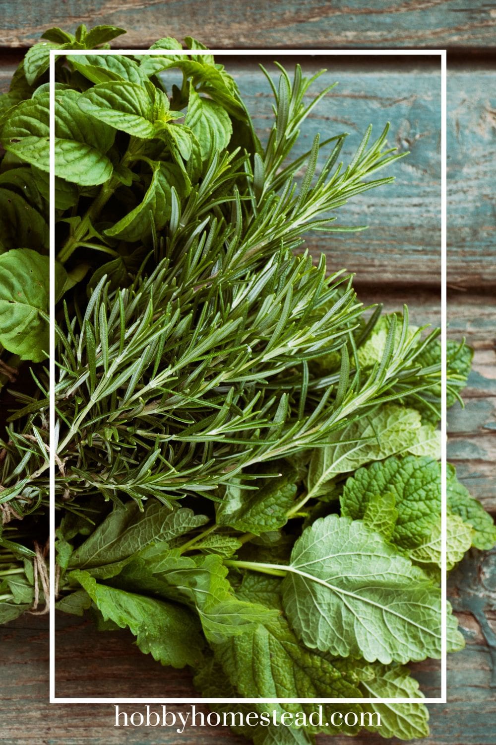 The Best Ways to Keep Fresh Herbs Fresh and Flavorful - Hobby Homestead