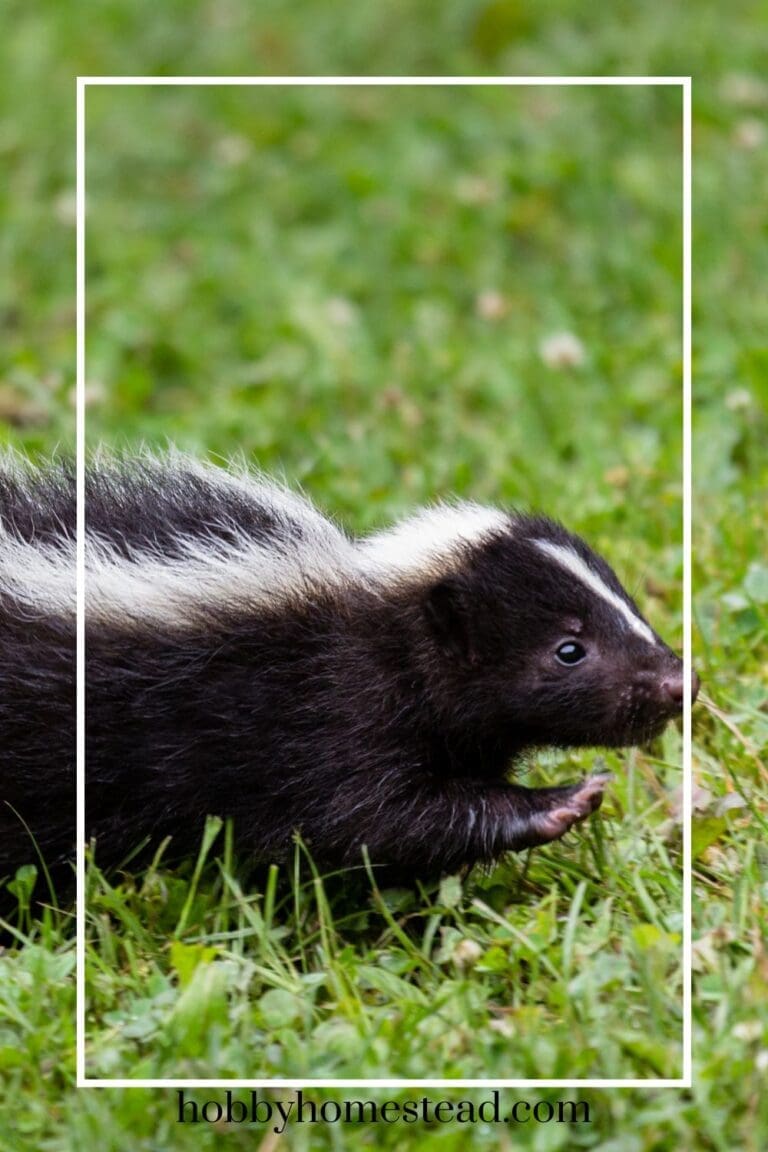 How to Get Rid of Skunks Naturally in Your Yard - Hobby Homestead
