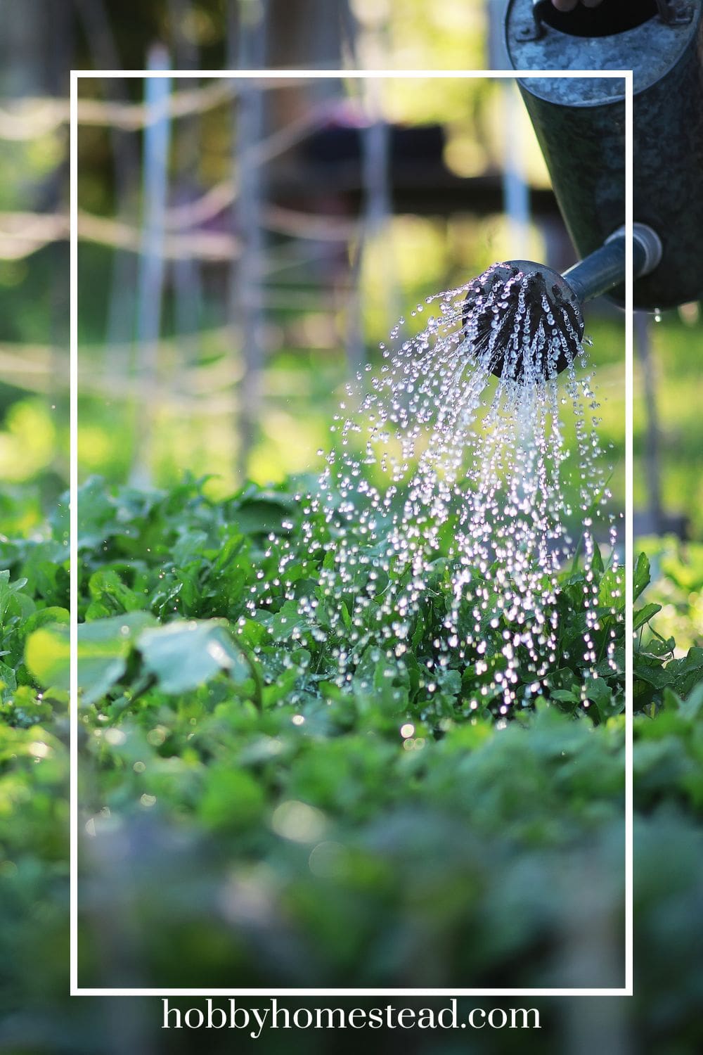 Best Vegetables to Grow in Shade: Thriving in the Shadows - Hobby Homestead