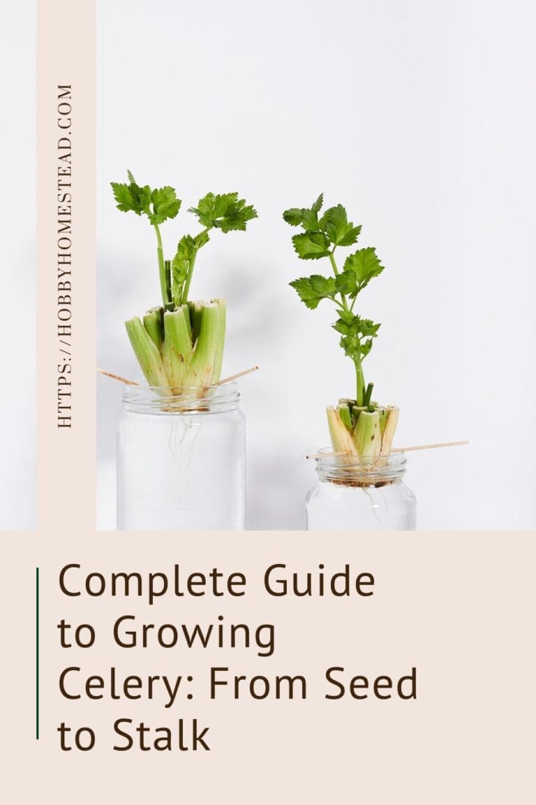 Complete Guide to Growing Celery: From Seed to Stalk - Hobby Homestead
