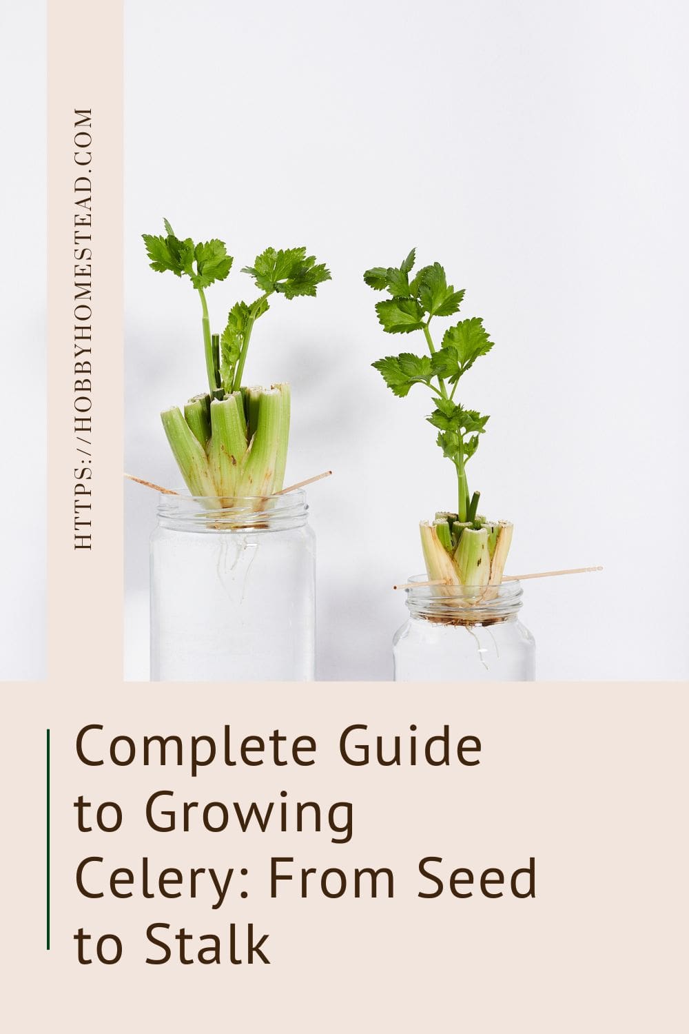 Complete Guide to Growing Celery: From Seed to Stalk - Hobby Homestead