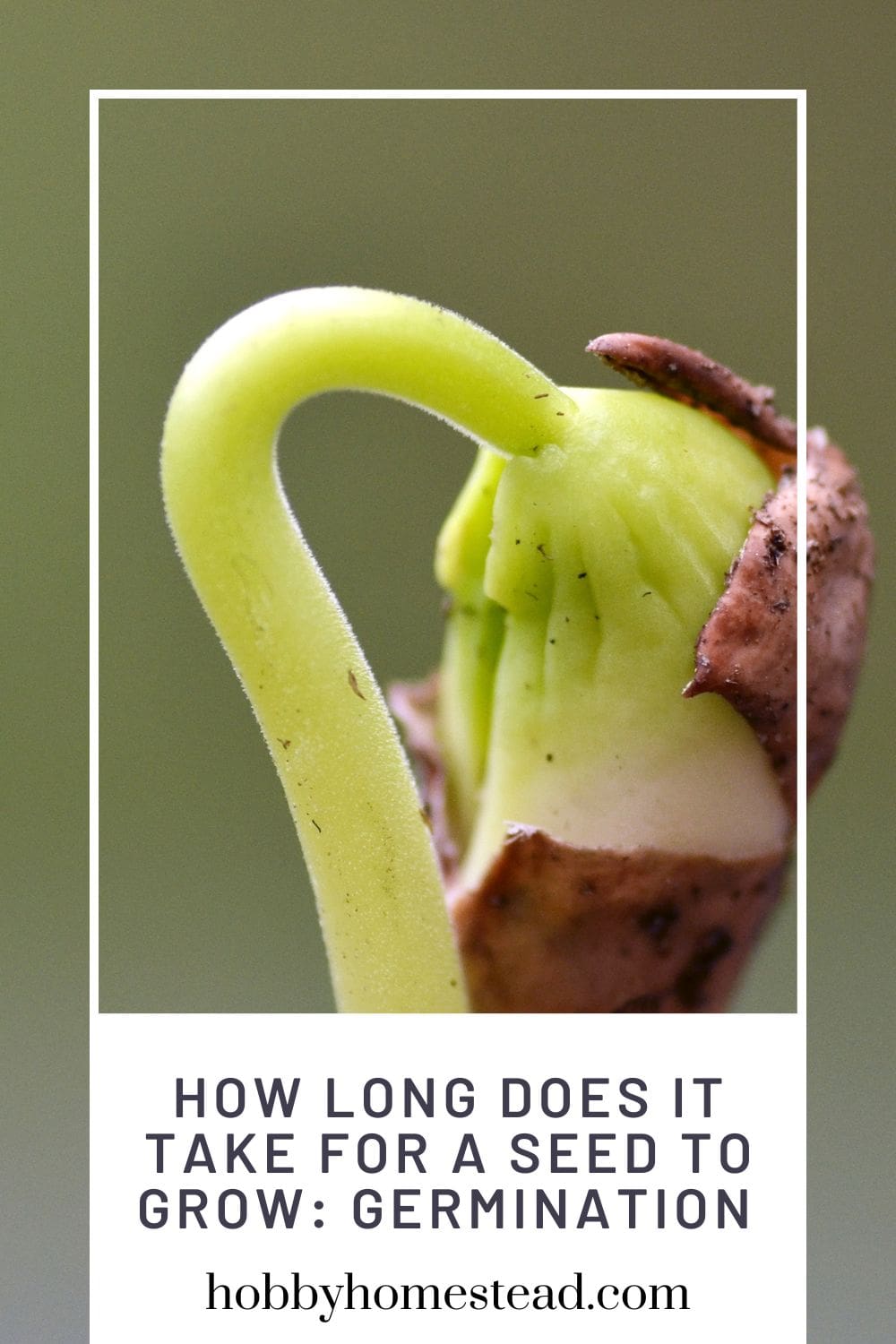 How Long Does It Take for a Seed to Grow: Germination - Hobby Homestead