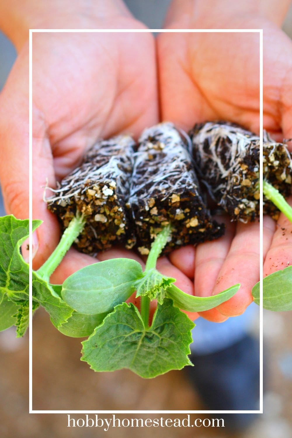 How to Germinate Seeds Indoors: A Beginners Guide - Hobby Homestead