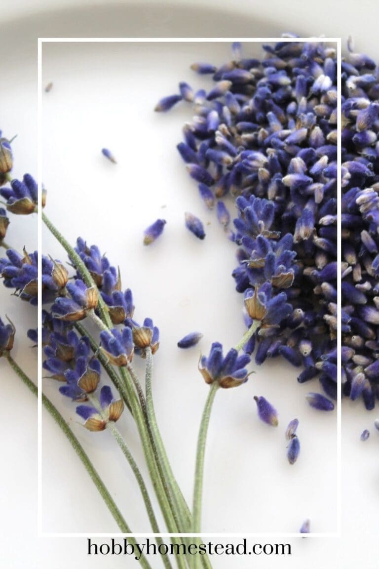 Growing Lavender from Seed to Sprout: A Beginners Guide - Hobby Homestead