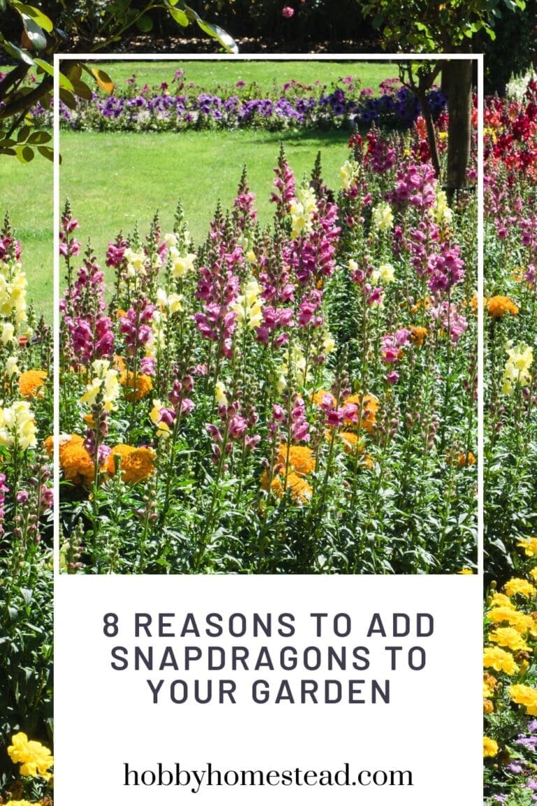 8 Reasons to Add Snapdragons to Your Garden - Hobby Homestead