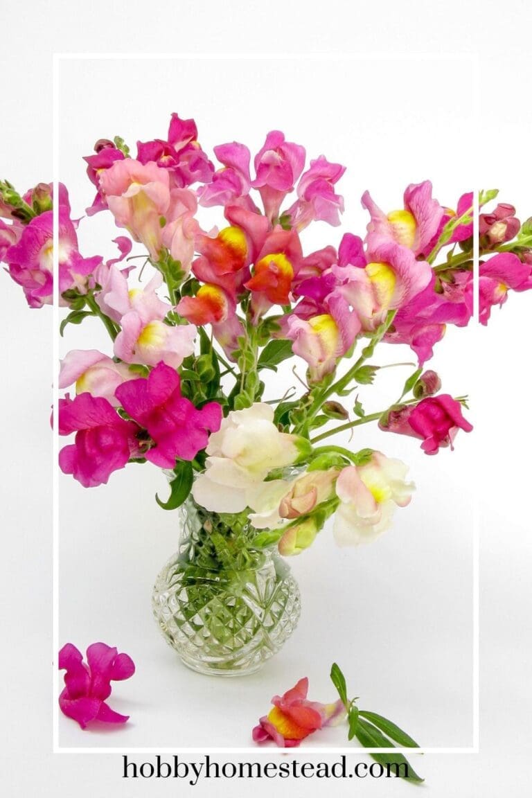 8 Reasons to Add Snapdragons to Your Garden - Hobby Homestead