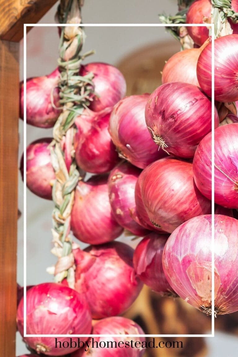 Are You Storing Onions the Wrong Way? Learn How to Store - Hobby Homestead
