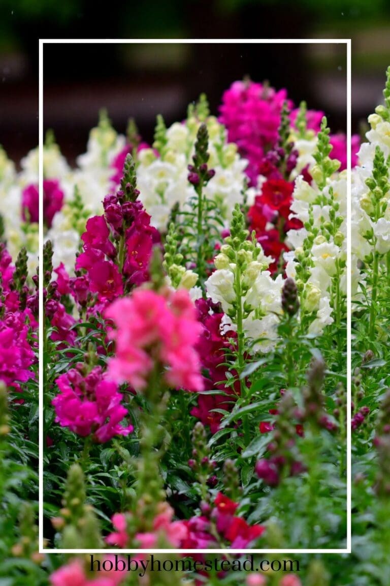 8 Reasons to Add Snapdragons to Your Garden - Hobby Homestead