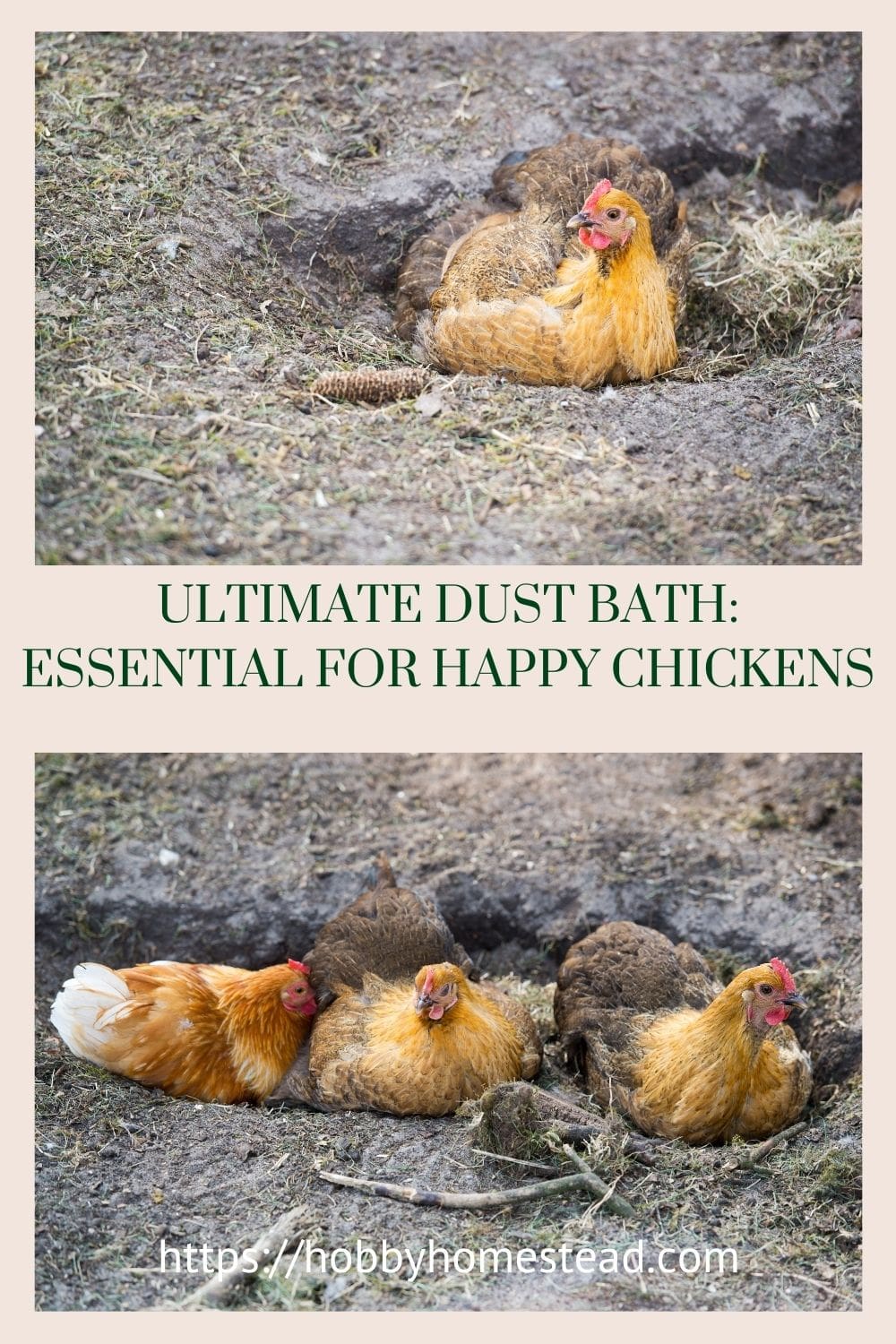 Ultimate Dust Bath: Essential for Happy Chickens - Hobby Homestead