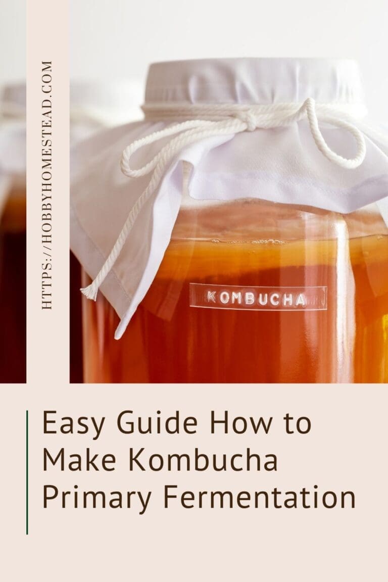 Easy Guide How to Make Kombucha Primary Fermentation - Hobby Homestead
