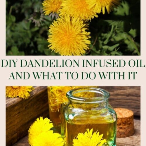 DIY Dandelion Infused Oil and What to Do with It - Hobby Homestead