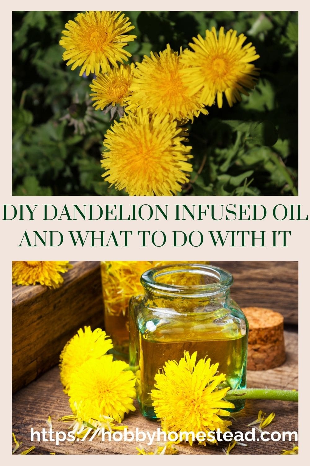 DIY Dandelion Infused Oil and What to Do with It - Hobby Homestead