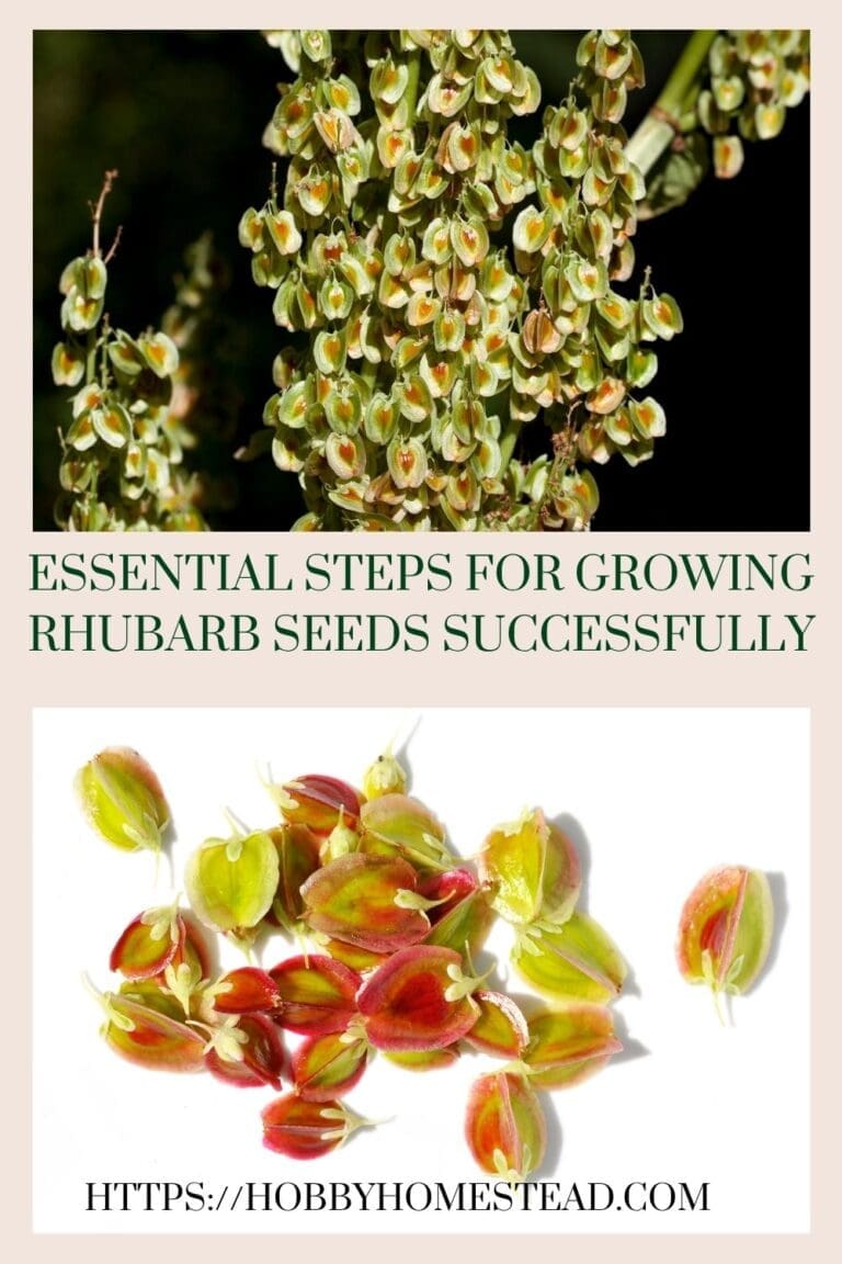 Essential Steps for Growing Rhubarb Seeds Successfully - Hobby Homestead