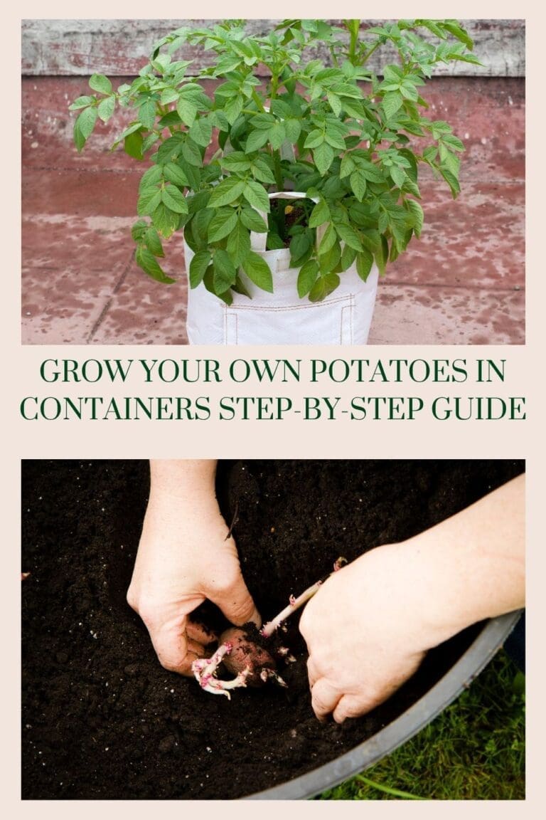 Grow Your Own Potatoes in Containers Step-by-Step Guide - Hobby Homestead