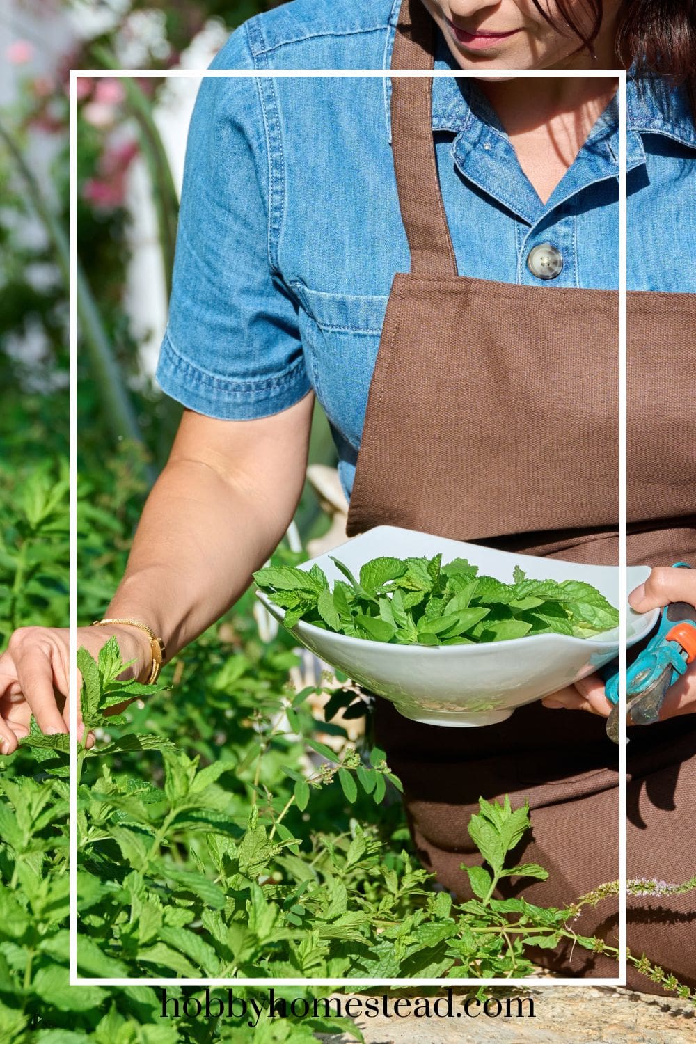 Expert Tips on How to Store Fresh Mint Leaves - Hobby Homestead