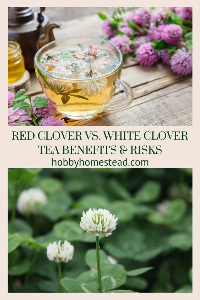 Red Clover vs. White Clover Tea Benefits & Risks - Hobby Homestead