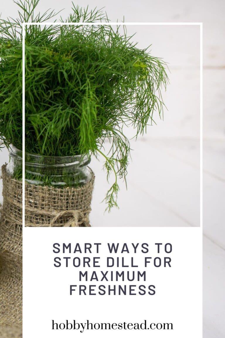 Smart Ways to Store Dill for Maximum Freshness - Hobby Homestead